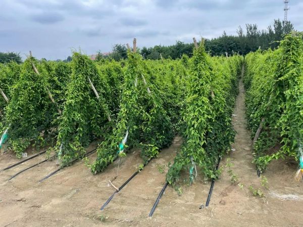 山药怎么种植_山药种植技术与管理要点-第2张图片-山城妙识