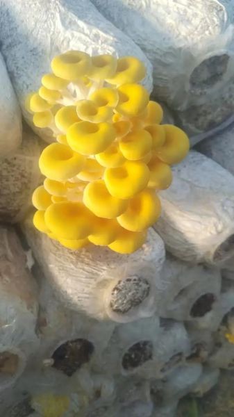 榆黄蘑多少钱一斤_榆黄蘑价格行情-第2张图片-山城妙识 榆黄蘑多少钱一斤_榆黄蘑价格行情-第2张图片-山城妙识