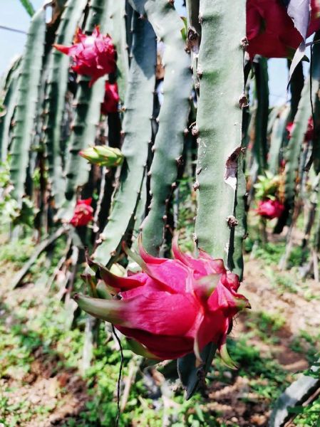 火龙果树是仙人掌吗_火龙果和仙人掌区别-第3张图片-山城妙识