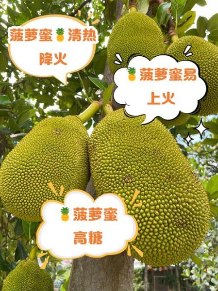 菠萝蜜吃多了会上火吗_一天吃多少合适-第1张图片-山城妙识 菠萝蜜吃多了会上火吗_一天吃多少合适-第1张图片-山城妙识