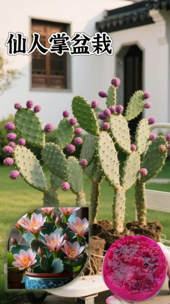 火龙果树是仙人掌吗_火龙果和仙人掌区别-第2张图片-山城妙识