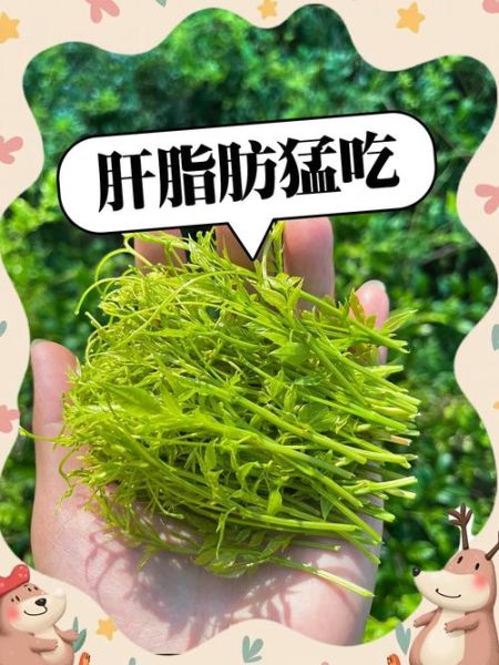 脂肪肝喝什么茶_脂肪肝喝什么茶效果最好-第1张图片-山城妙识