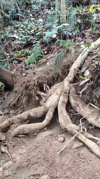 野葛根图片大全_野葛根长什么样-第1张图片-山城妙识 野葛根图片大全_野葛根长什么样-第1张图片-山城妙识