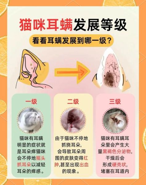 猫耳朵里长耳螨怎么治_猫耳螨用什么药最有效-第1张图片-山城妙识