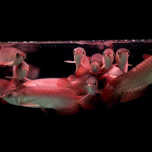 红龙鱼寿命有多长_红龙鱼能活多久-第1张图片-山城妙识 红龙鱼寿命有多长_红龙鱼能活多久-第1张图片-山城妙识