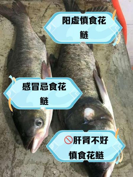 哪些人不能吃鲢鱼_痛风患者能吃鲢鱼吗-第2张图片-山城妙识
