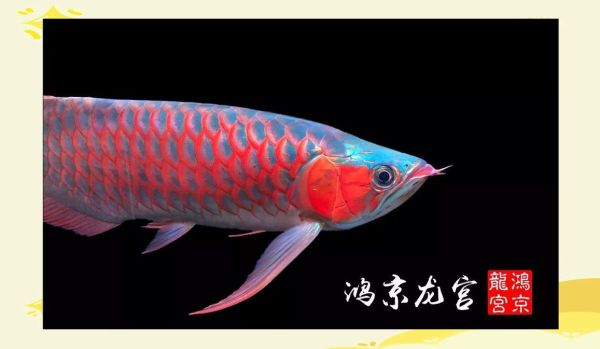 红龙鱼寿命有多长_红龙鱼能活多久-第2张图片-山城妙识 红龙鱼寿命有多长_红龙鱼能活多久-第2张图片-山城妙识