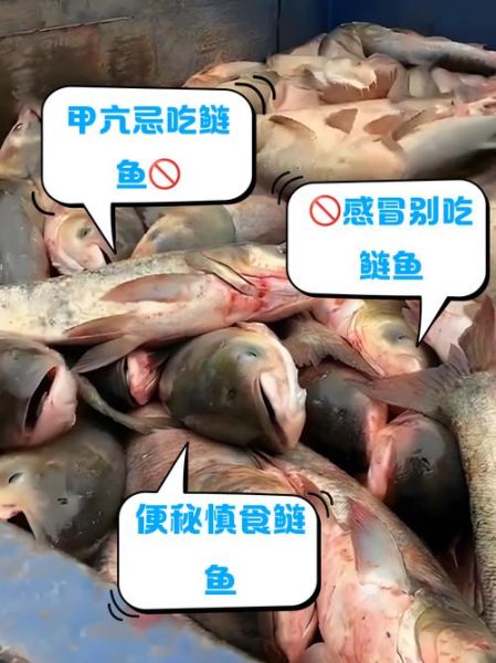哪些人不能吃鲢鱼_痛风患者能吃鲢鱼吗-第1张图片-山城妙识