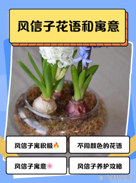 风信子花语是什么_风信子寓意有哪些-第1张图片-山城妙识
