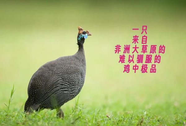 珍珠鸡为什么没人养_珍珠鸡养殖难点-第1张图片-山城妙识