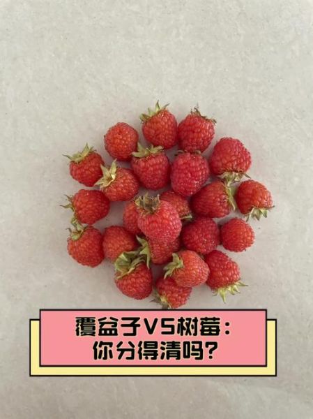 树莓和覆盆子是一个东西吗_区别与营养价值-第1张图片-山城妙识 树莓和覆盆子是一个东西吗_区别与营养价值-第1张图片-山城妙识