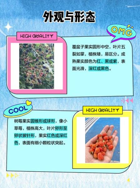 树莓和覆盆子是一个东西吗_区别与营养价值-第2张图片-山城妙识 树莓和覆盆子是一个东西吗_区别与营养价值-第2张图片-山城妙识