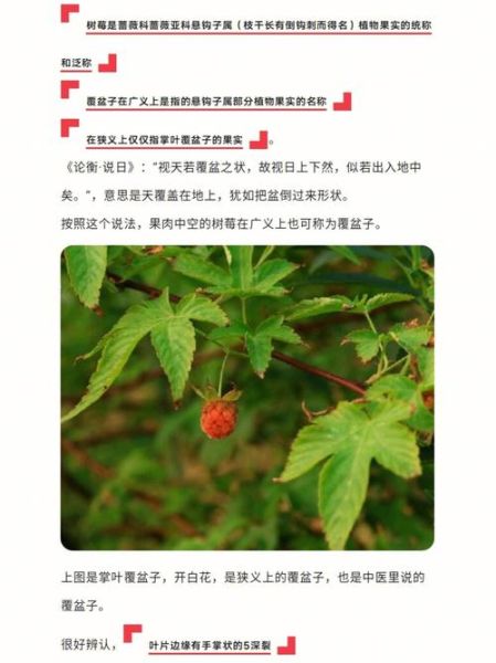 树莓和覆盆子是一个东西吗_区别与营养价值-第3张图片-山城妙识 树莓和覆盆子是一个东西吗_区别与营养价值-第3张图片-山城妙识
