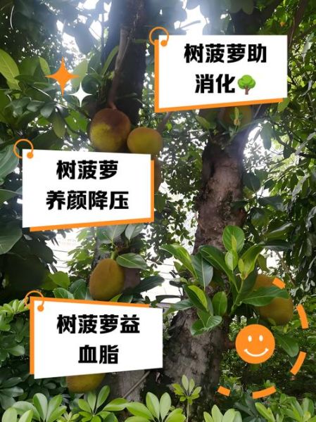 树菠萝的功效与作用_树菠萝怎么吃不上火-第1张图片-山城妙识