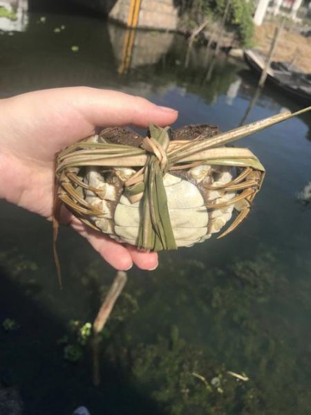 太湖大闸蟹什么时候最肥_怎么挑选正宗太湖蟹-第2张图片-山城妙识