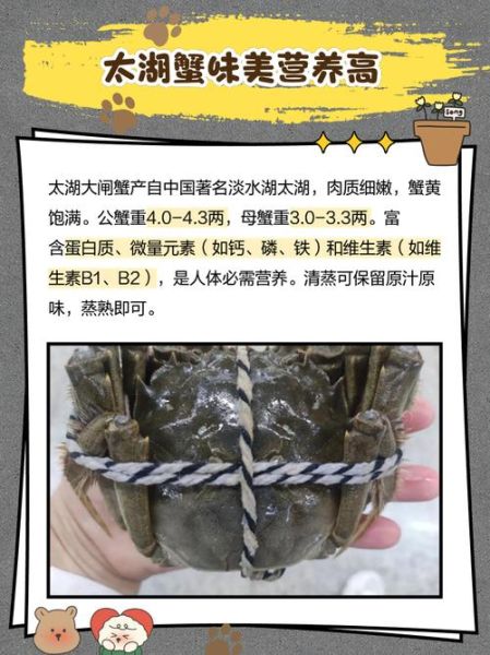 太湖大闸蟹什么时候最肥_怎么挑选正宗太湖蟹-第1张图片-山城妙识