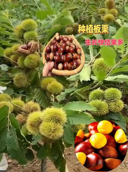 板栗上火吗_吃板栗会上火吗-第1张图片-山城妙识