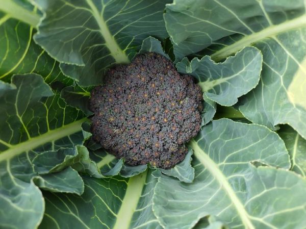 花椰菜的英文怎么读_cauliflower发音技巧-第1张图片-山城妙识