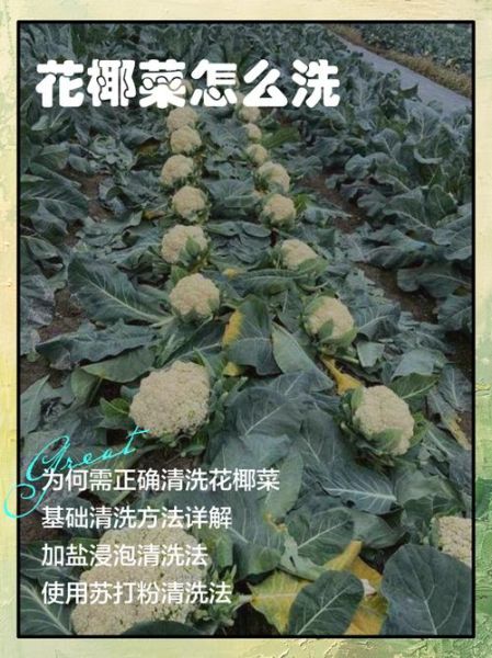 花椰菜的英文怎么读_cauliflower发音技巧-第3张图片-山城妙识