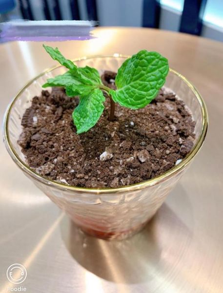 盆栽冰淇淋怎么做_盆栽冰淇淋需要哪些材料-第3张图片-山城妙识 盆栽冰淇淋怎么做_盆栽冰淇淋需要哪些材料-第3张图片-山城妙识