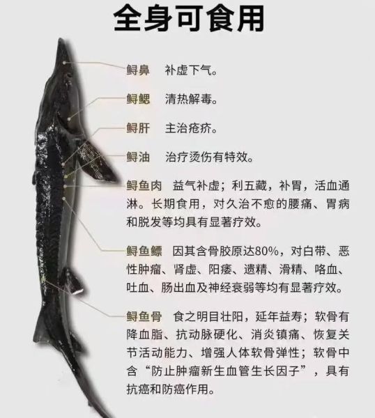 2020年鲟鱼多少钱一斤_鲟鱼价格影响因素-第1张图片-山城妙识