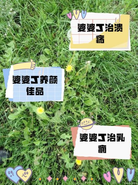 婆婆丁是什么植物_婆婆丁的功效与作用-第2张图片-山城妙识 婆婆丁是什么植物_婆婆丁的功效与作用-第2张图片-山城妙识