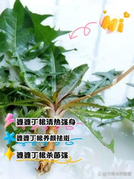 婆婆丁是什么植物_婆婆丁的功效与作用-第1张图片-山城妙识 婆婆丁是什么植物_婆婆丁的功效与作用-第1张图片-山城妙识