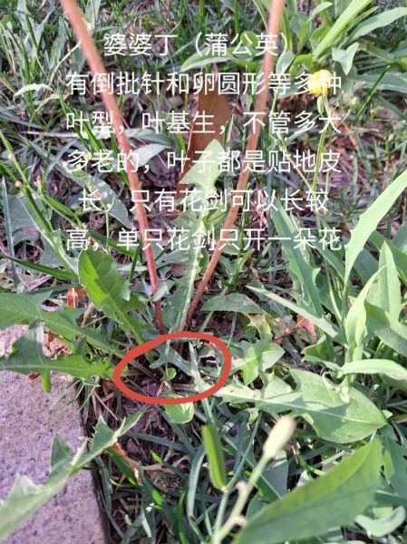 婆婆丁是什么植物_婆婆丁的功效与作用-第3张图片-山城妙识 婆婆丁是什么植物_婆婆丁的功效与作用-第3张图片-山城妙识