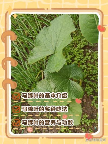 马蹄叶的功效与作用_马蹄叶怎么吃效果最好-第1张图片-山城妙识 马蹄叶的功效与作用_马蹄叶怎么吃效果最好-第1张图片-山城妙识