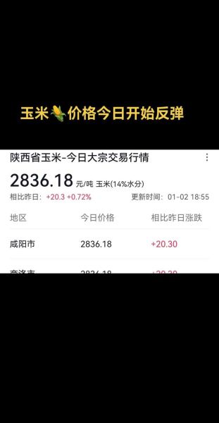 2021年9月玉米价格多少钱一斤_玉米价格走势分析-第3张图片-山城妙识 2021年9月玉米价格多少钱一斤_玉米价格走势分析-第3张图片-山城妙识