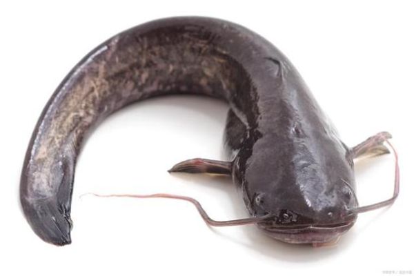 鲶鱼脏吗_鲶鱼到底脏不脏-第1张图片-山城妙识