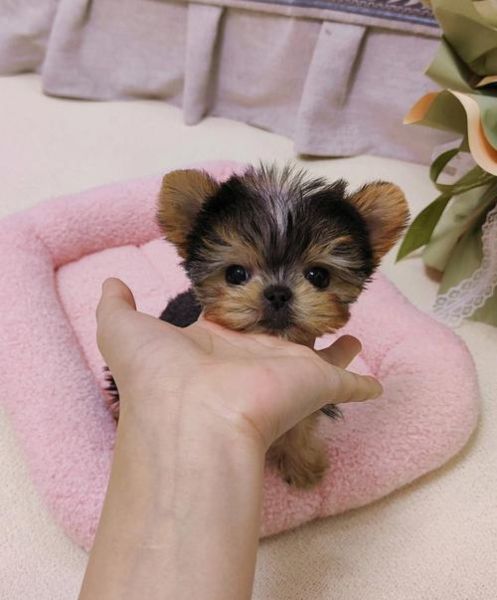 约克夏犬掉毛厉害吗_约克夏犬好养吗-第1张图片-山城妙识