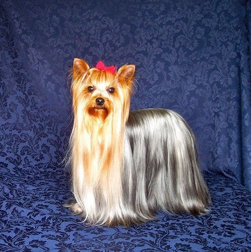 约克夏犬掉毛厉害吗_约克夏犬好养吗-第2张图片-山城妙识