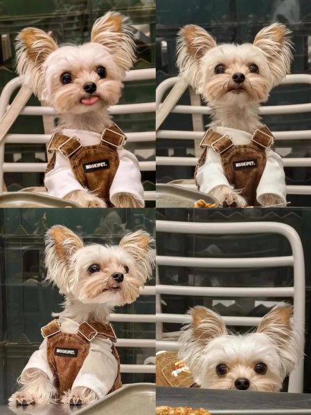 约克夏犬掉毛厉害吗_约克夏犬好养吗-第3张图片-山城妙识