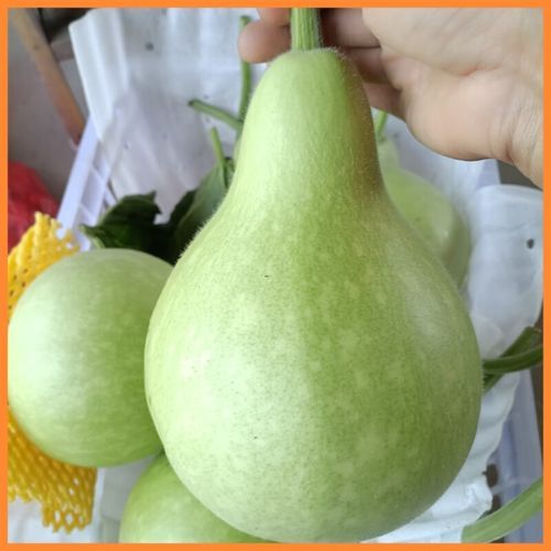 瓢瓜怎么种_瓢瓜和葫芦的区别-第1张图片-山城妙识