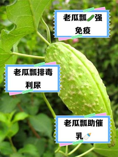 瓢瓜怎么种_瓢瓜和葫芦的区别-第3张图片-山城妙识