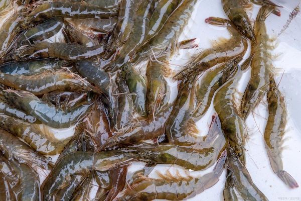 淡水虾养殖技术_如何提高成活率-第2张图片-山城妙识 淡水虾养殖技术_如何提高成活率-第2张图片-山城妙识