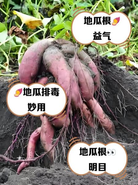 土瓜根别名是什么_土瓜根别名有哪些功效-第2张图片-山城妙识