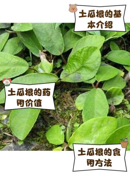 土瓜根别名是什么_土瓜根别名有哪些功效-第1张图片-山城妙识