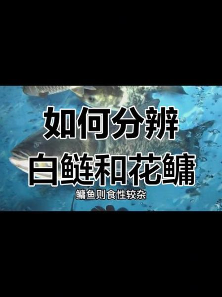 鲢鱼和鳙鱼的区别_鲢鱼鳙鱼哪个更好吃-第1张图片-山城妙识