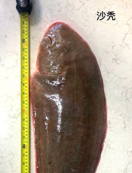 蝶鱼多少钱一斤_蝶鱼价格行情-第2张图片-山城妙识