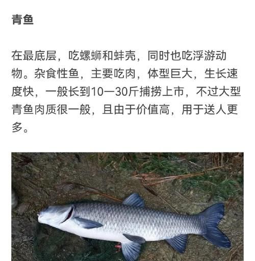 鲢鱼和鳙鱼的区别_鲢鱼鳙鱼哪个更好吃-第3张图片-山城妙识