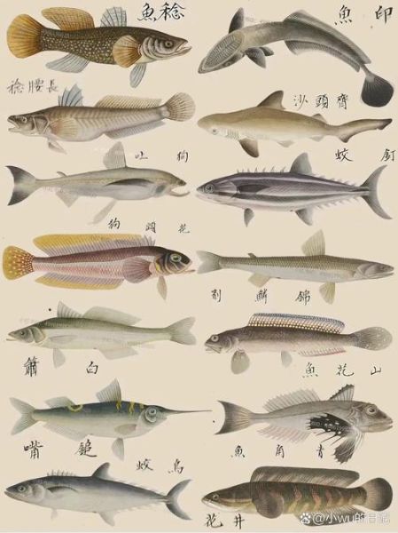 海鱼的种类图片大全_常见海鱼名称及特征-第3张图片-山城妙识