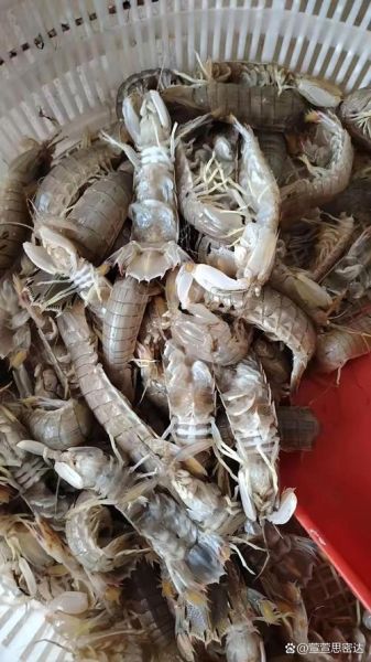 爬虾多少钱一斤_爬虾价格最新行情-第1张图片-山城妙识