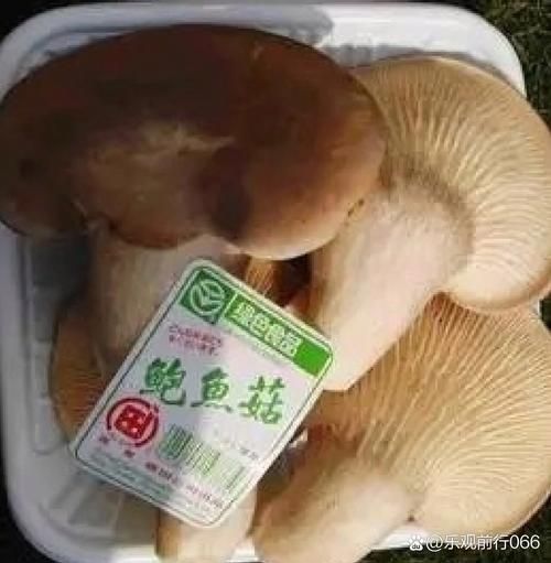 鲍鱼菇的功效与作用_鲍鱼菇怎么吃最营养-第2张图片-山城妙识 鲍鱼菇的功效与作用_鲍鱼菇怎么吃最营养-第2张图片-山城妙识