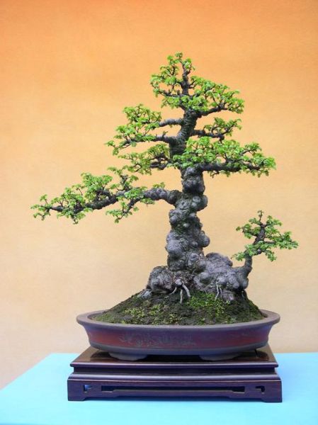 名贵榆树品种有哪些_如何鉴别-第2张图片-山城妙识