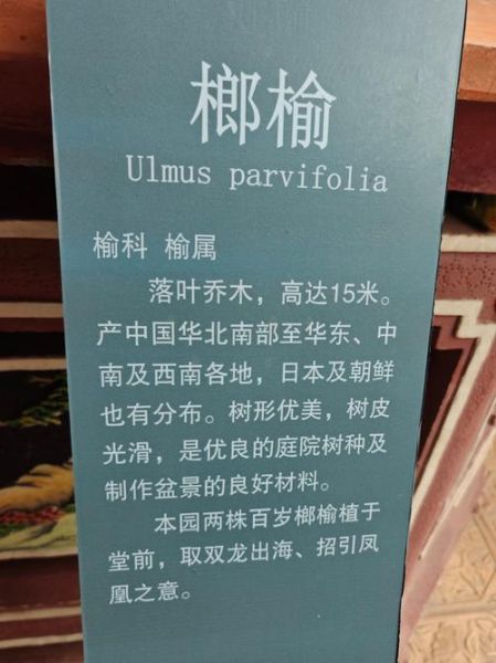 名贵榆树品种有哪些_如何鉴别-第1张图片-山城妙识