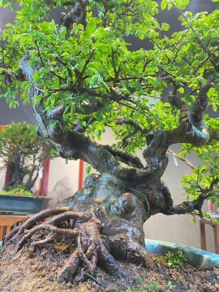 名贵榆树品种有哪些_如何鉴别-第3张图片-山城妙识