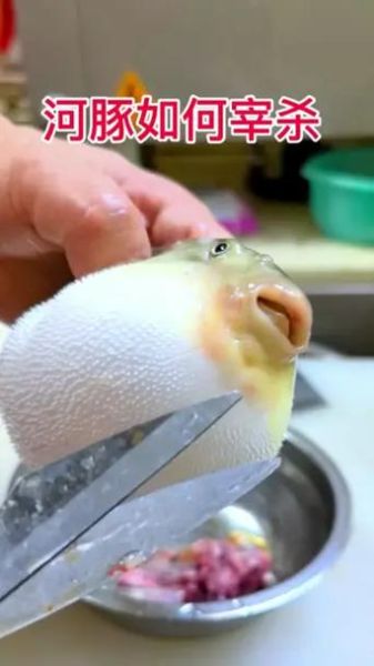 河豚怎么杀_河豚做法大全-第2张图片-山城妙识 河豚怎么杀_河豚做法大全-第2张图片-山城妙识