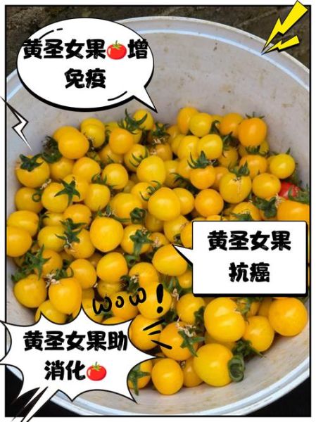 圣女果不能和什么一起吃_相克食物有哪些-第3张图片-山城妙识